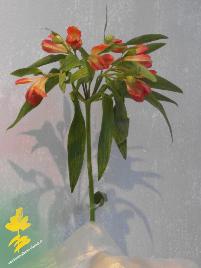 Alstromerie (Lateinisch: Alstromeria) als Schnittblume