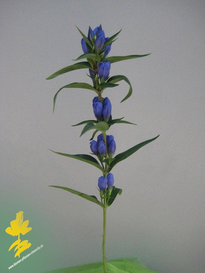 Enzian (Lateinisch: Gentiana) als Schnittblume